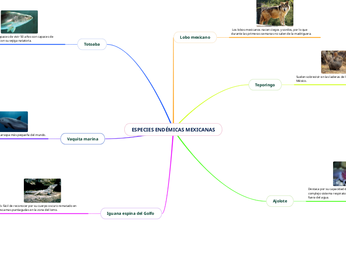Top Imagen Mapa Mental De Especies Endemicas De Mexico Viaterra Mx My